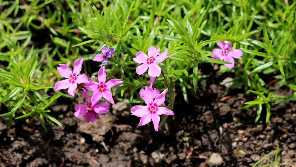 Creeping Phlox Guide: How to Plant and Grow Creeping Phlox