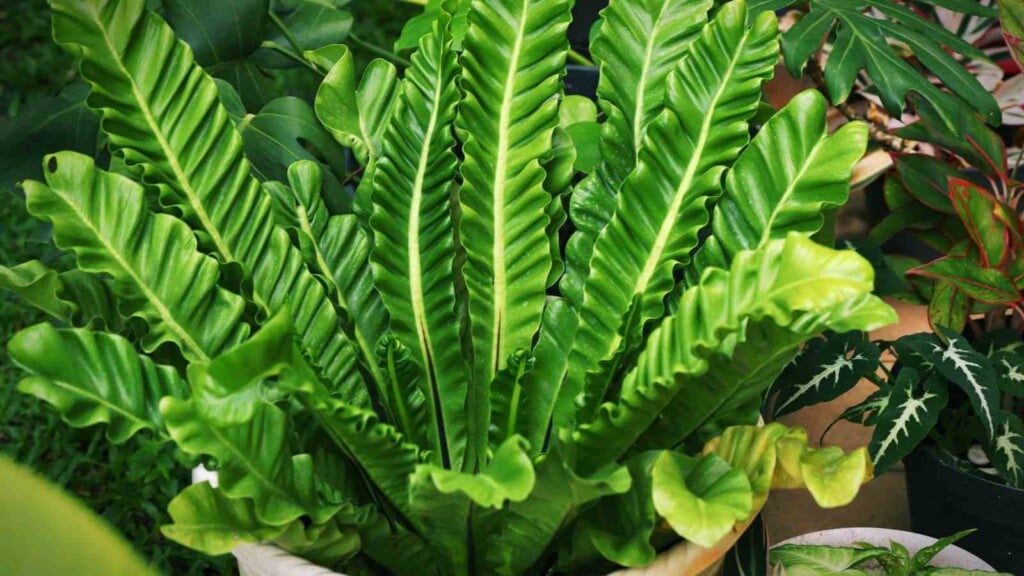 How to Grow and Care for Bird's Nest Fern (Asplenium Nidus)