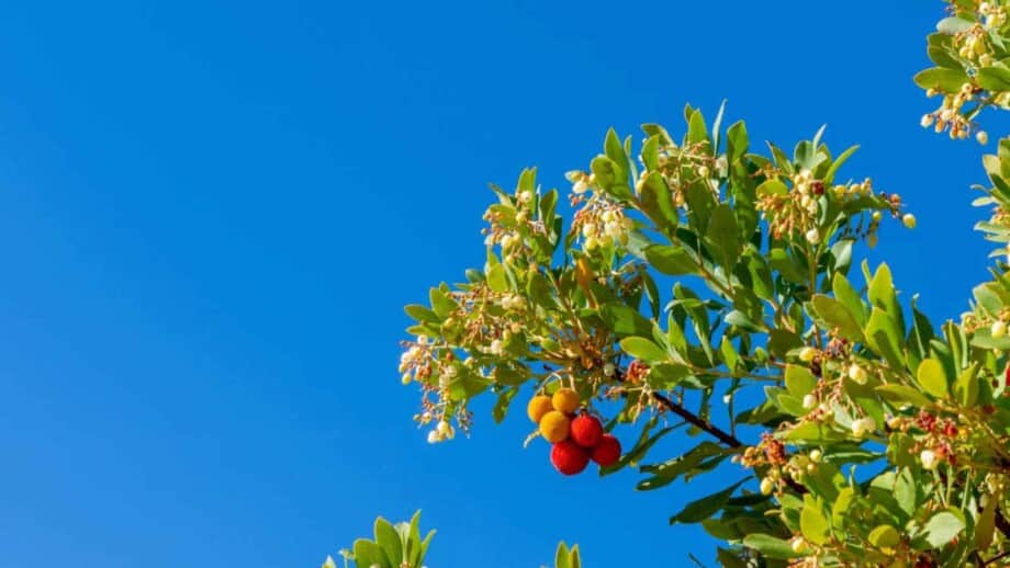 How to Plant, Grow, and Care for Strawberry Tree