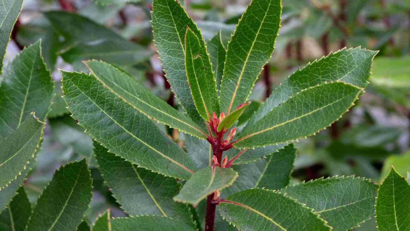 How to Plant, Grow, and Care for Strawberry Tree