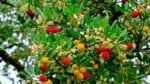 How to Plant, Grow, and Care for Strawberry Tree