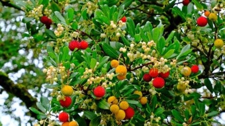 How to Plant, Grow, and Care for Strawberry Tree
