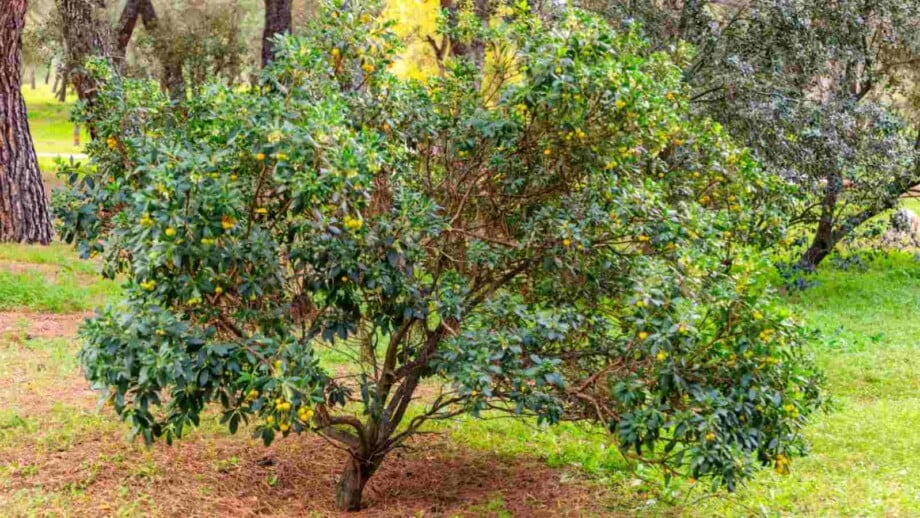 How to Plant, Grow, and Care for Strawberry Tree