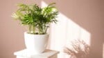 Parlor Palm Guide: How to Grow and Care for Parlor Palm