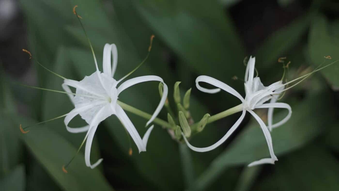 How to Grow and Care for Spider Lily (Lycoris spp.) | Planet Natural