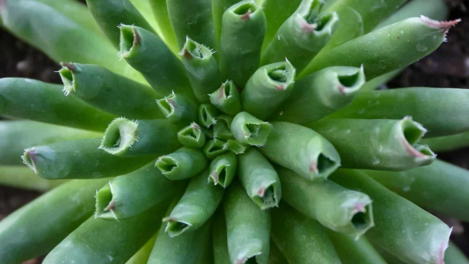 50 Desert Plants - 10 Most Common + 40 Others with Pics & Facts