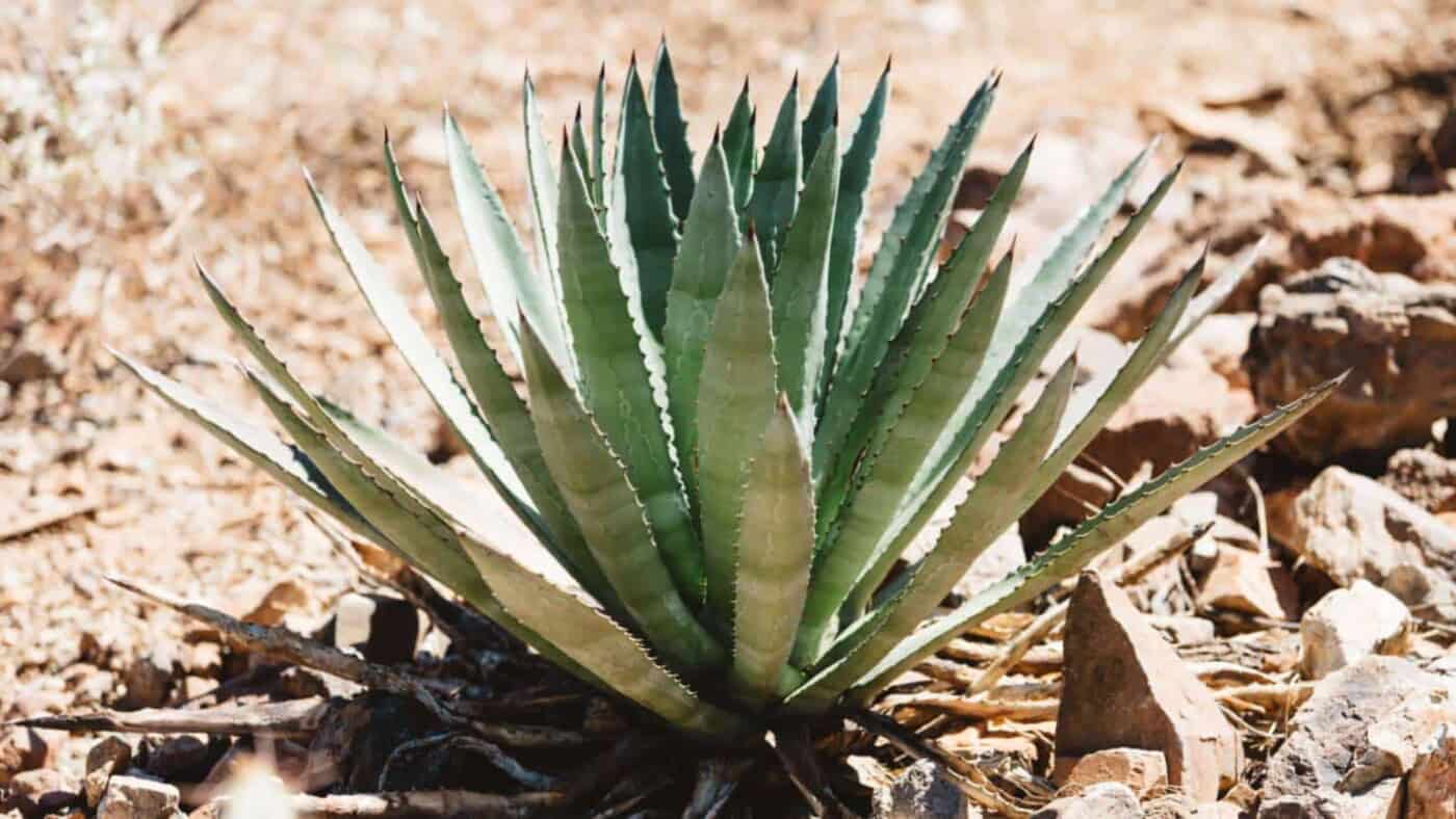 How to Grow and Care for Century Plant (Agave americana) | Planet Natural