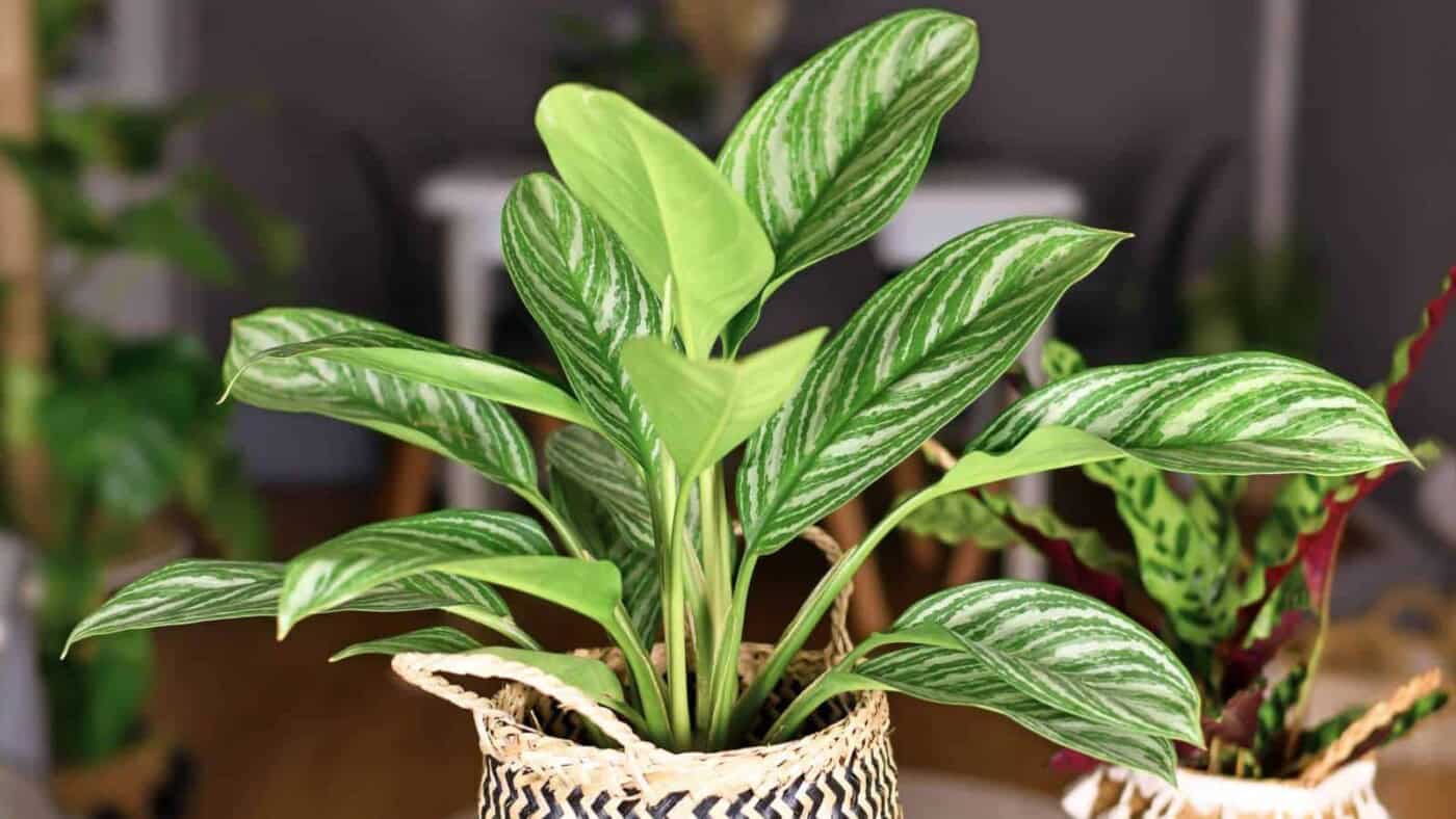 How to Grow & Care for Aglaonema Plants (Chinese Evergreen)