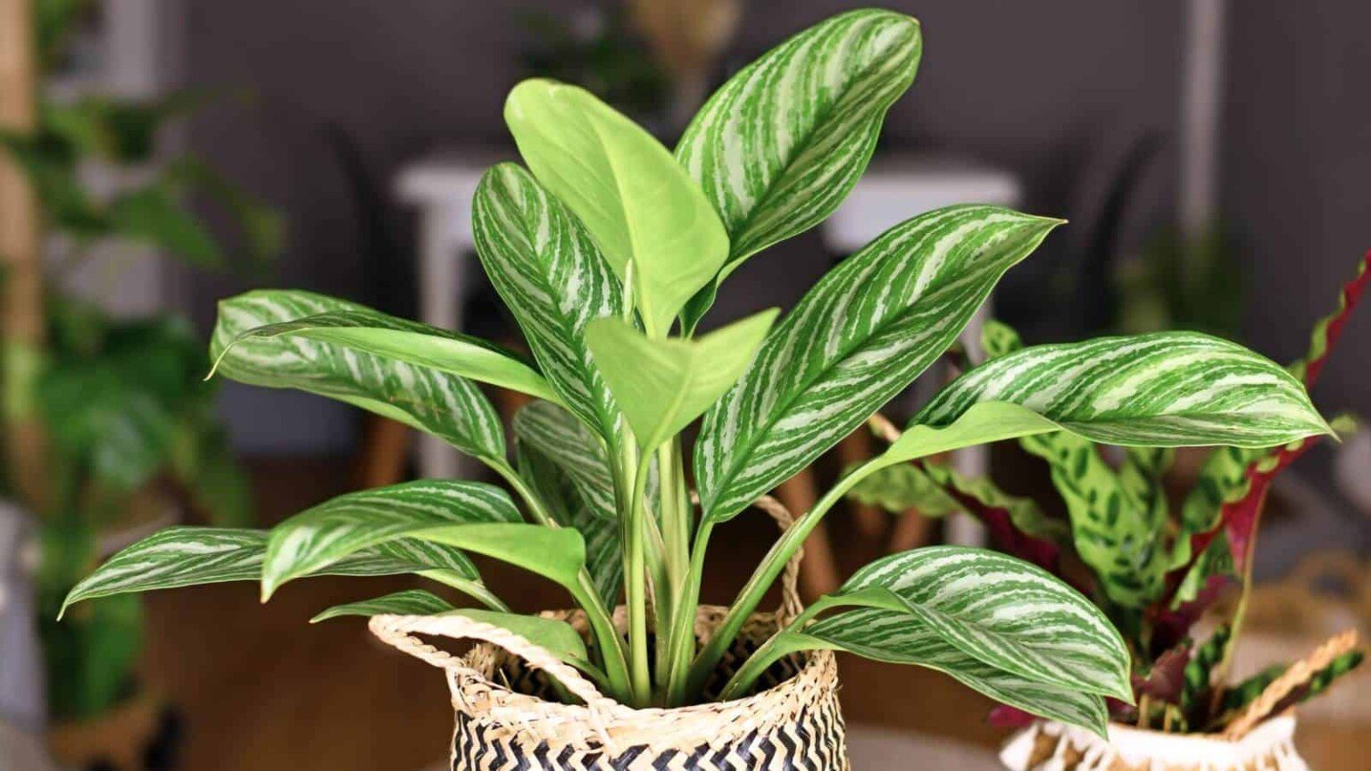 How to Grow & Care for Aglaonema Plants (Chinese Evergreen)