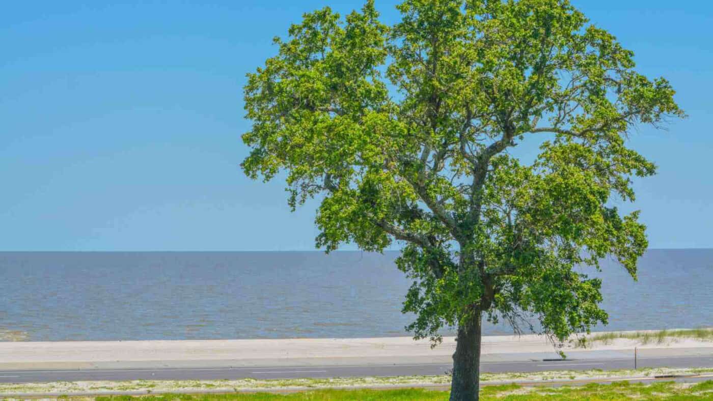 Elm Tree Guide: 10 Popular Types of Elm Trees in 2024