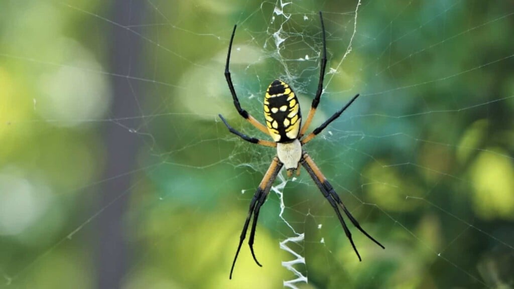 Banana Spider: Creepy, Crawly and Wonderful | Planet Natural