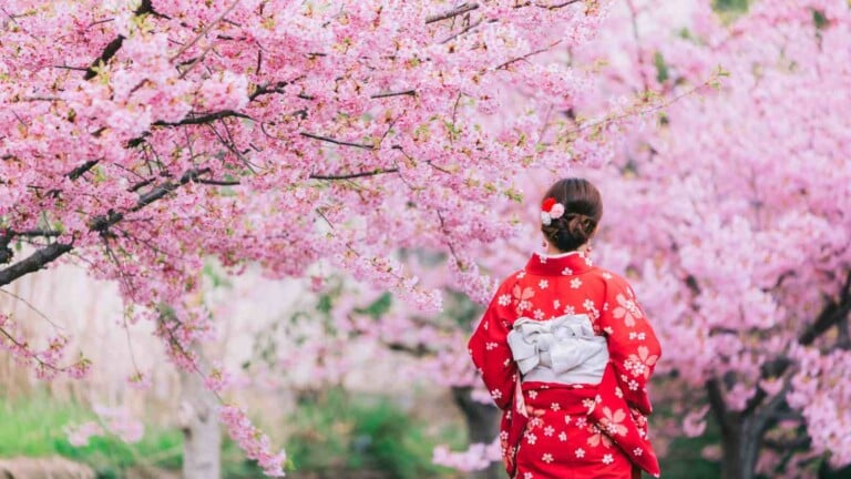How to Plant, Grow, and Care for Cherry Blossom Trees