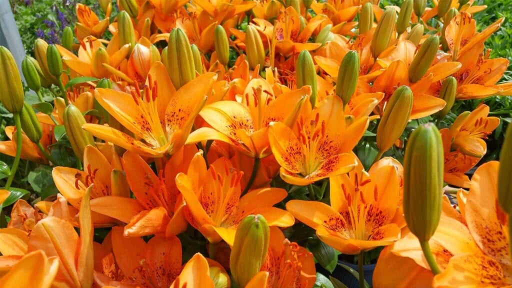 Types of Lilies: 18 Stunning Lily Species for Your Garden | Planet Natural