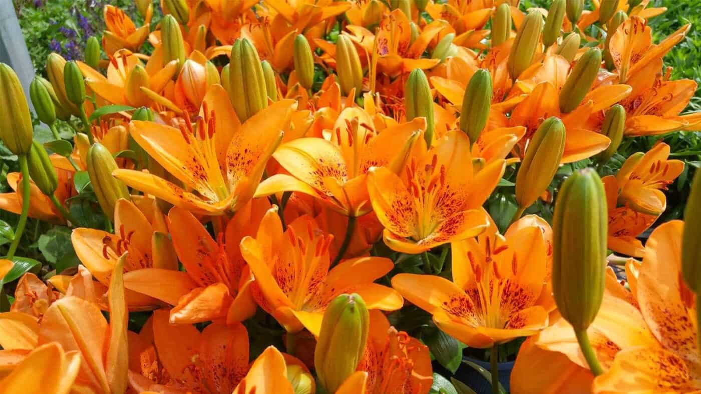 Types of Lilies: 18 Stunning Lily Species for Your Garden | Planet Natural