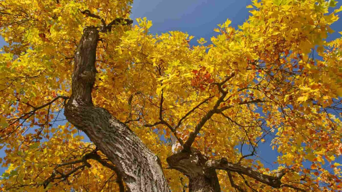 How to Grow and Care for a Tulip Tree (Step-by-Step Guide)