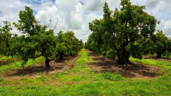 How to Grow And Care For an Avocado Tree (Complete Guide)