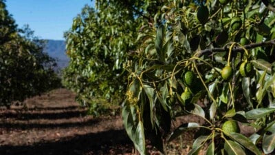 How to Grow And Care For an Avocado Tree (Complete Guide)