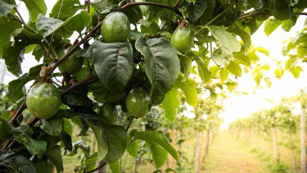 How to Grow And Care For an Avocado Tree (Complete Guide)