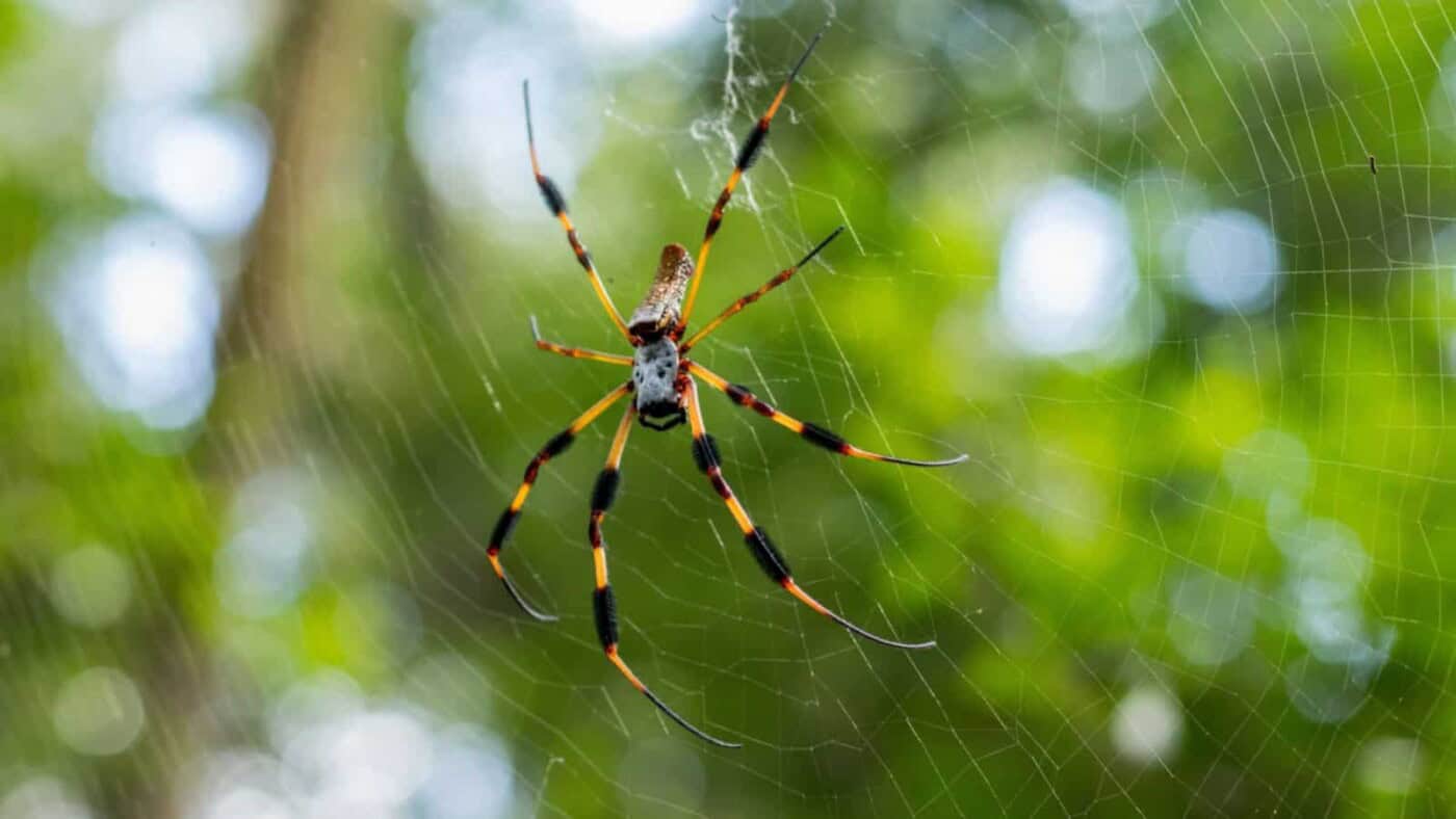 Banana Spider: Creepy, Crawly and Wonderful | Planet Natural
