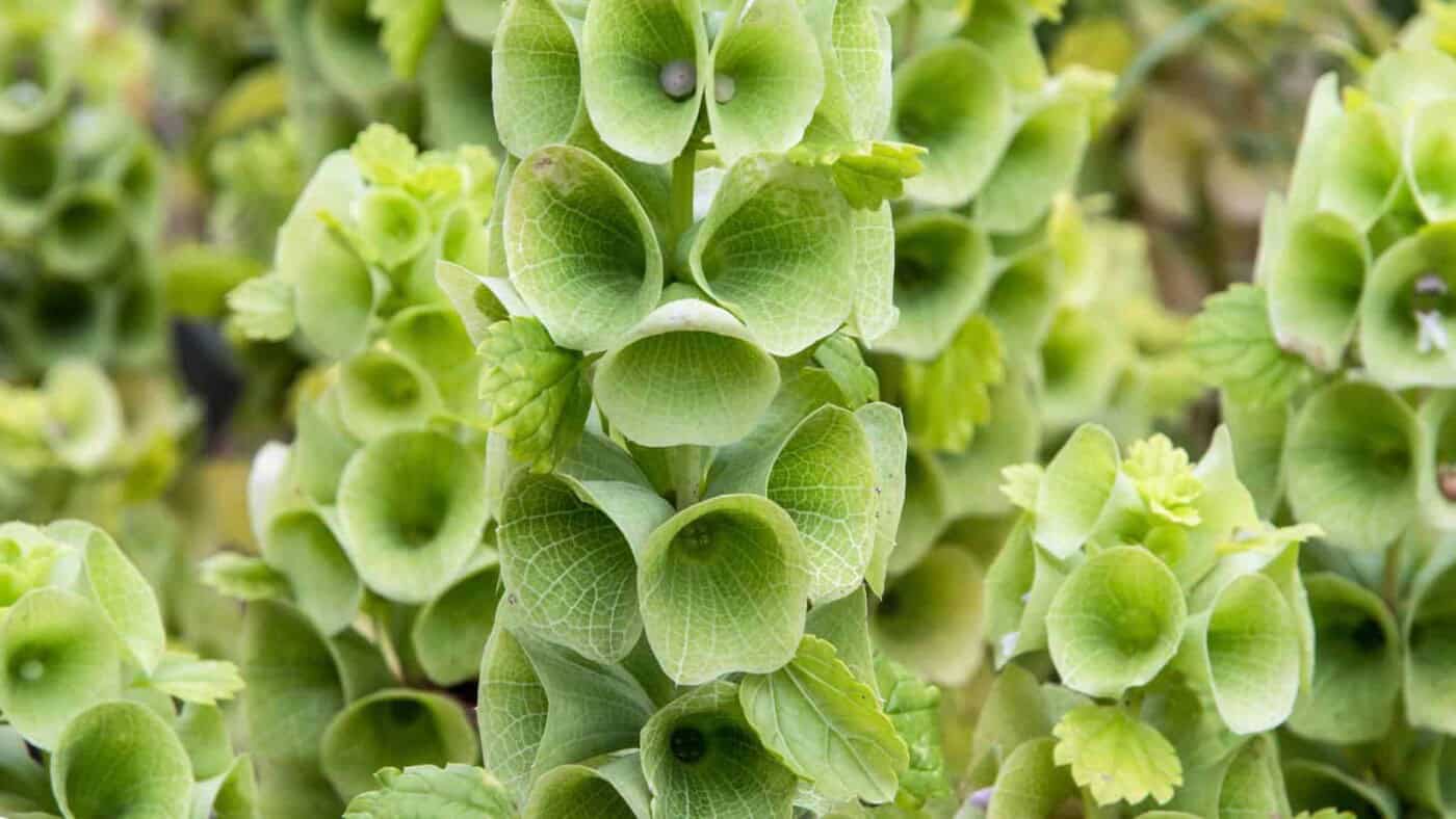 32 Stunning Green Flowers for Your Garden (With Pictures) | Planet Natural