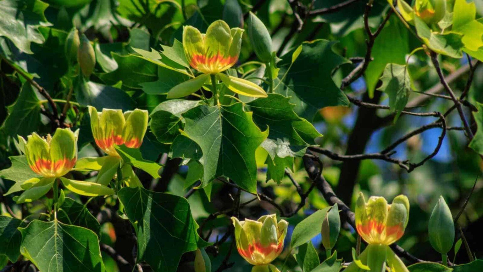 How to Grow and Care for a Tulip Tree (Step-by-Step Guide)