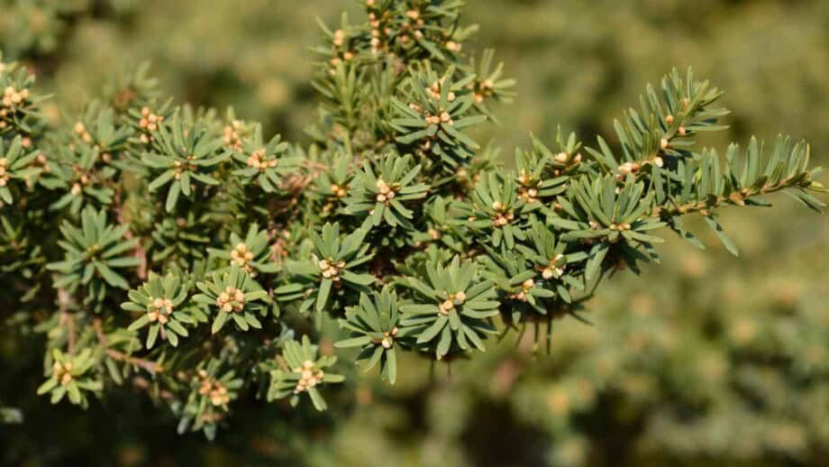 How to Grow and Care for Japanese Yew Trees (Complete Guide)