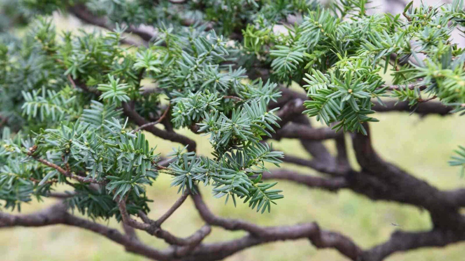 How to Grow and Care for Japanese Yew Trees (Complete Guide)