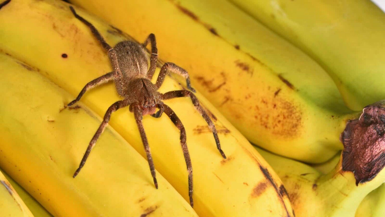 Banana Spider: Creepy, Crawly and Wonderful | Planet Natural