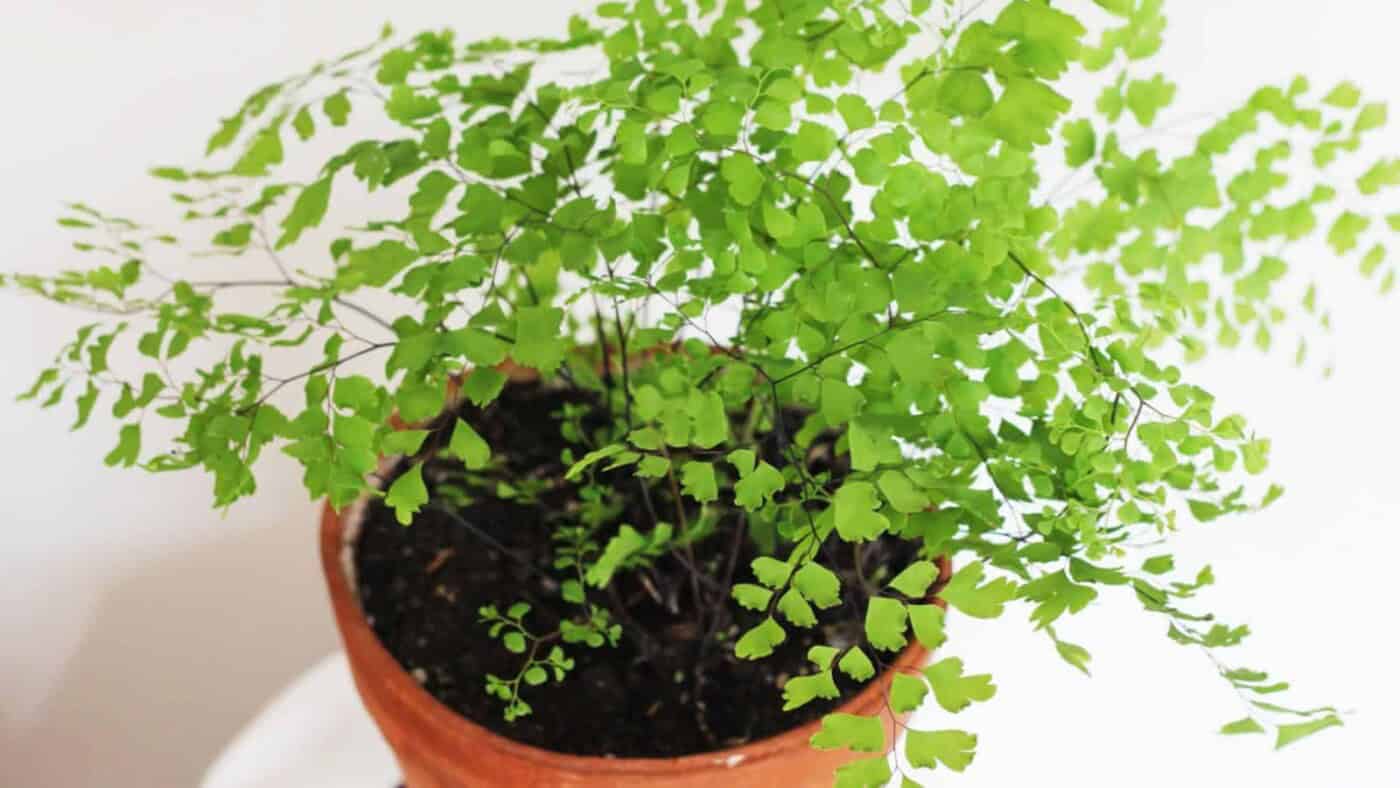 Maidenhair Fern Care: A Comprehensive Guide | Planet Natural