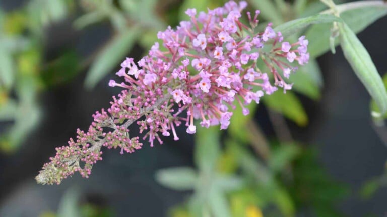 68 Types of Pink Flowers (With Pictures and Plant Care Tips) | Planet ...