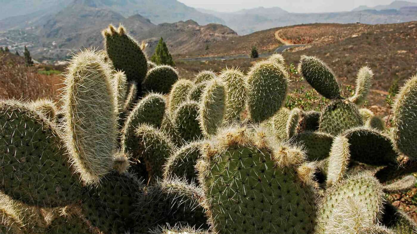 50 Desert Plants - 10 Most Common + 40 Others with Pics & Facts