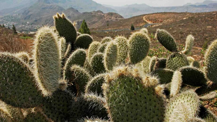 50 Desert Plants - 10 Most Common + 40 Others with Pics & Facts