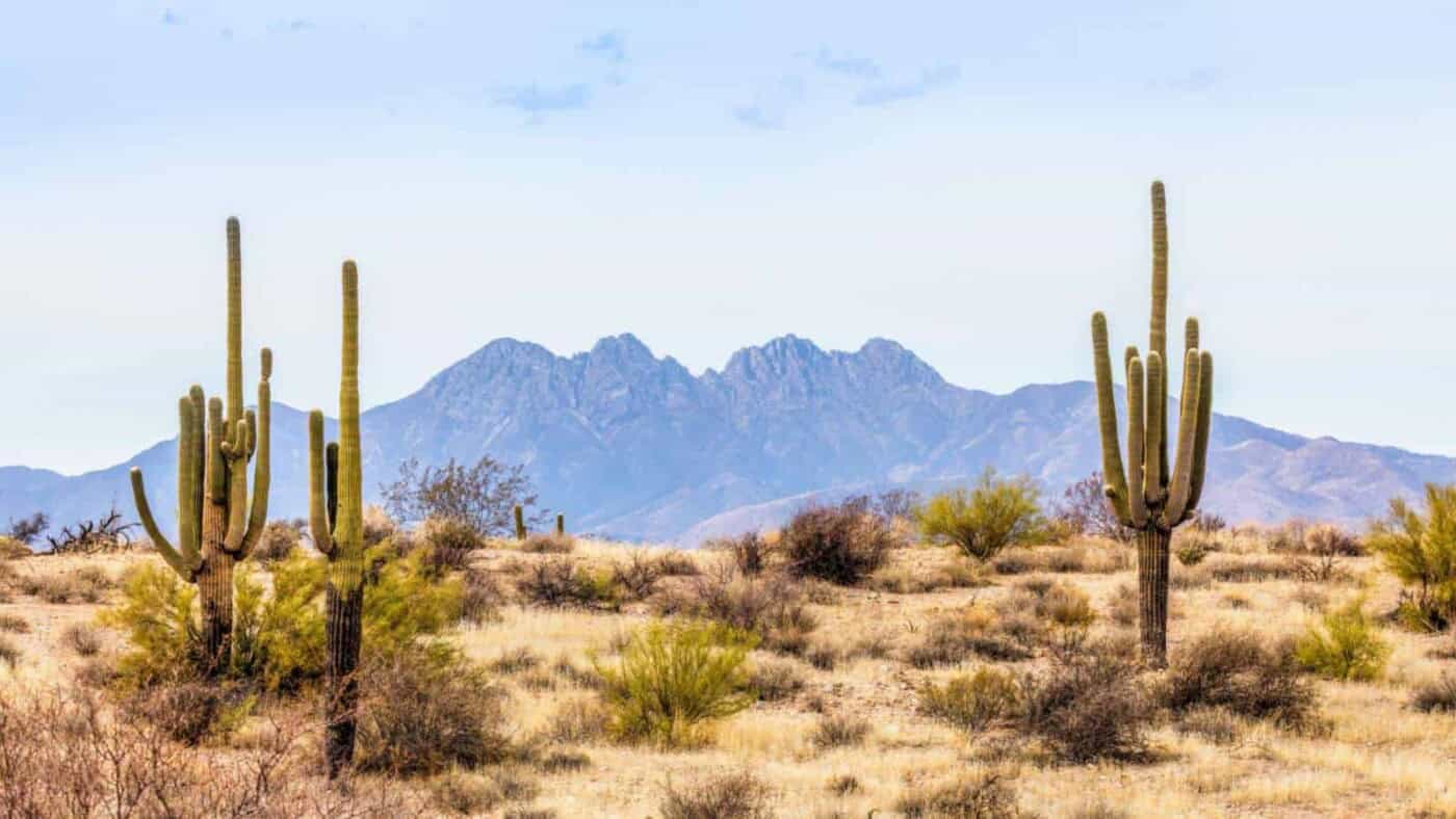 50 Desert Plants - 10 Most Common + 40 Others with Pics & Facts