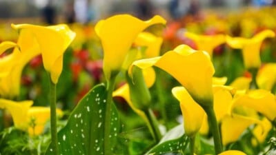 49 Best Yellow Flowers for Gardens (Annuals and Perennials) | Planet ...