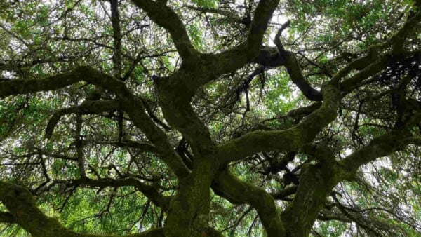 Elm Tree Guide: 10 Popular Types of Elm Trees in 2024