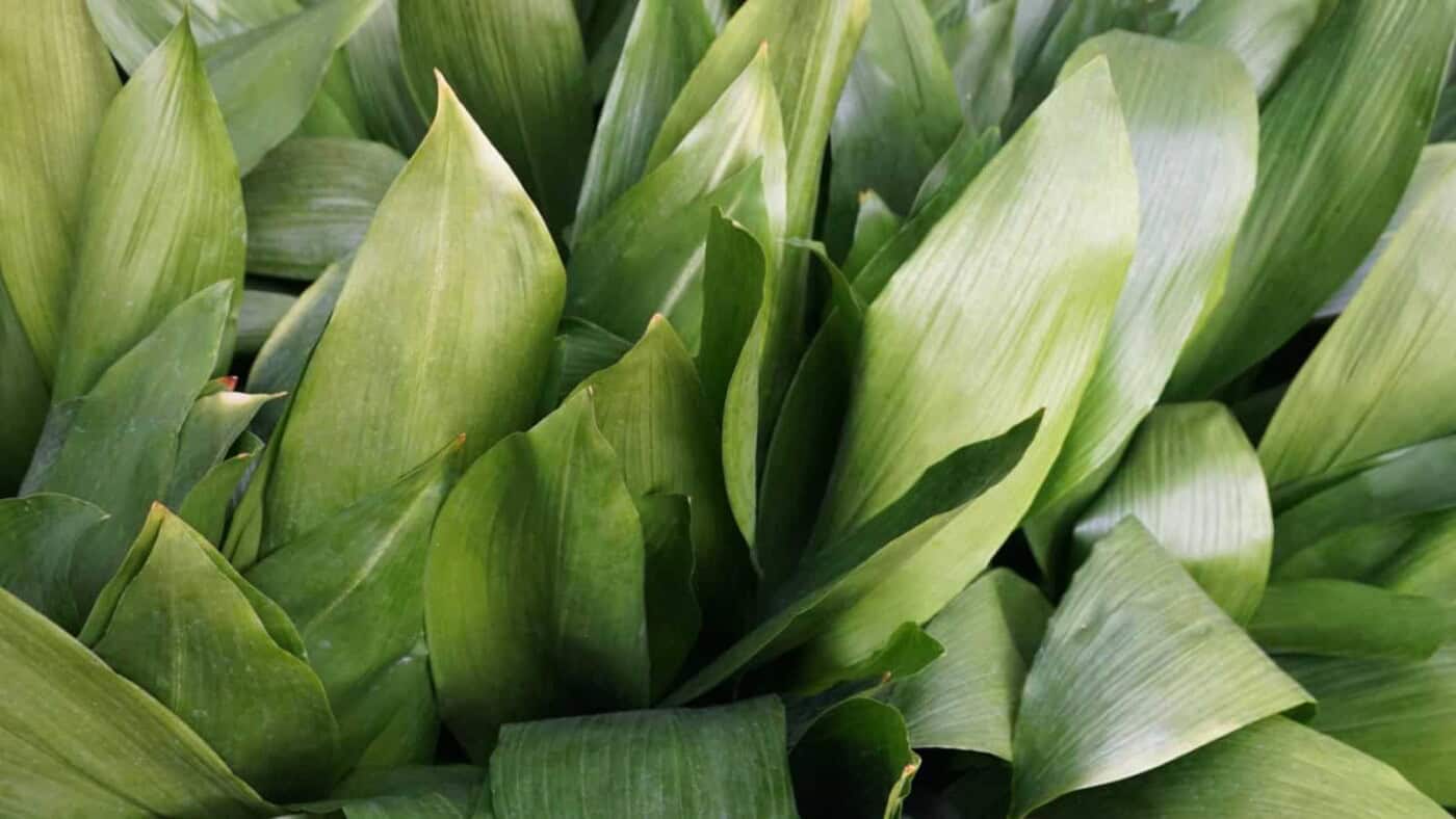 How to Grow & Care for Cast Iron Plant (Aspidistra elatior) | Planet ...