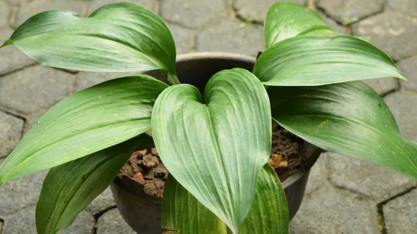How to Grow & Care for Cast Iron Plant (Aspidistra elatior) | Planet ...