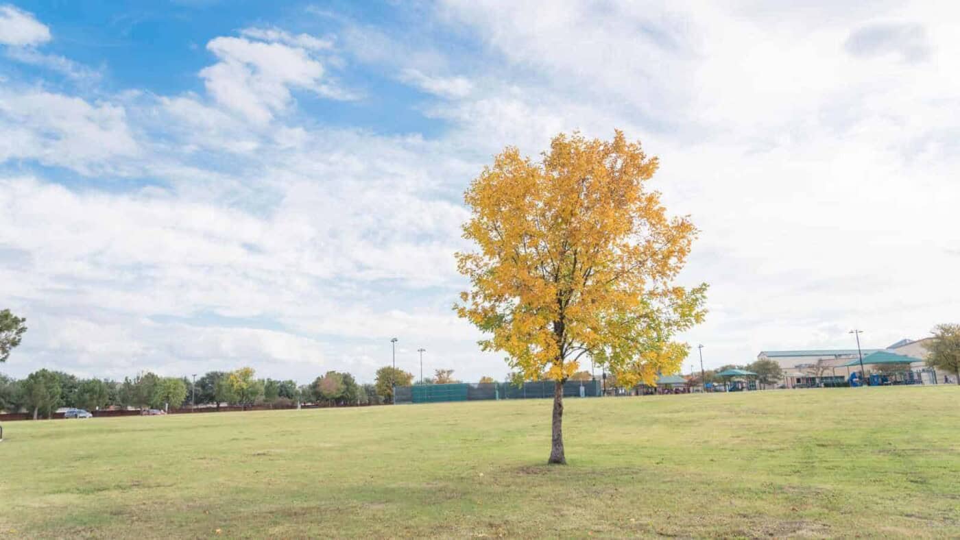 Elm Tree Guide: 10 Popular Types of Elm Trees in 2024