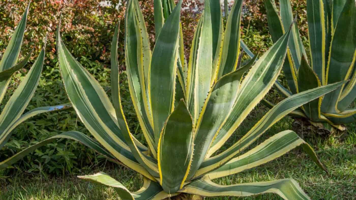 How to Grow and Care for Century Plant (Agave americana) | Planet Natural