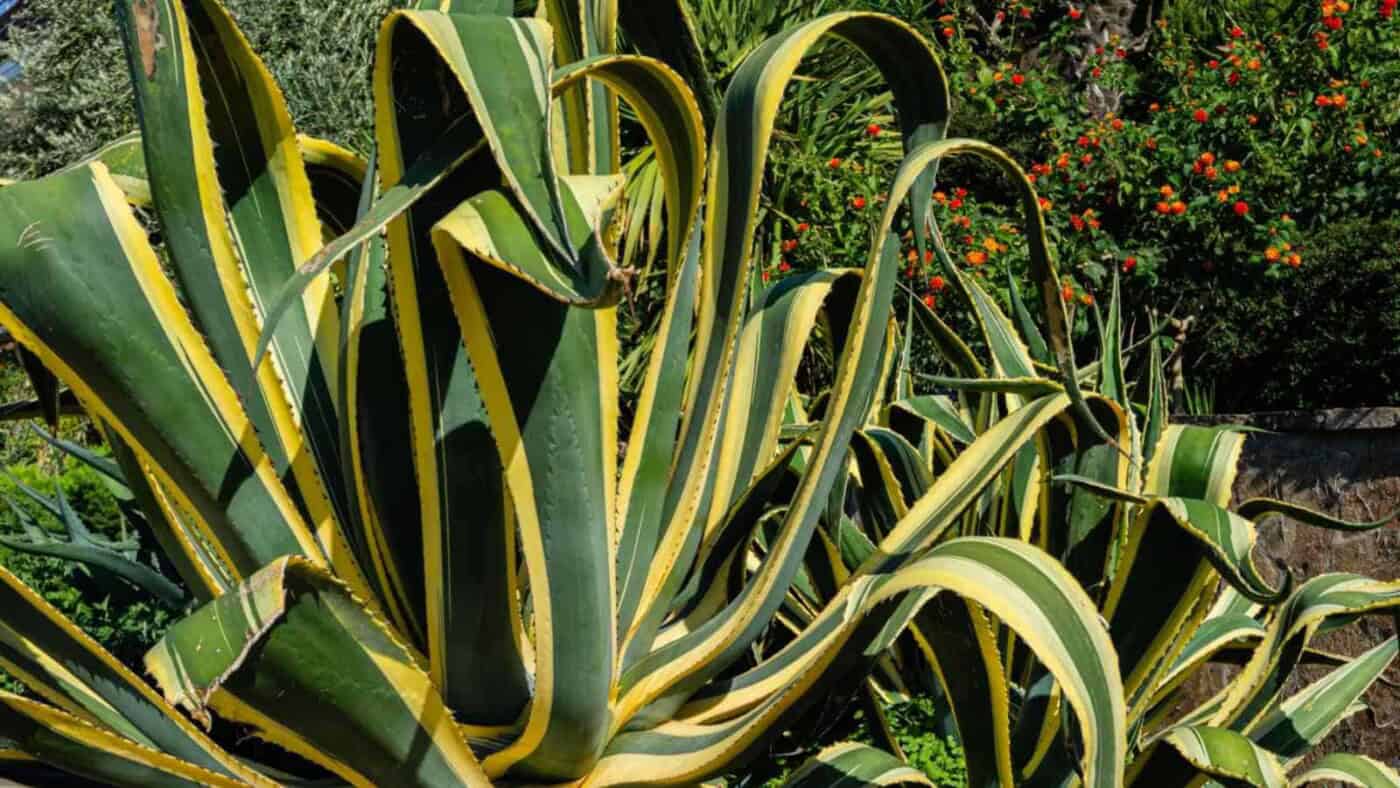 How to Grow and Care for Century Plant (Agave americana) | Planet Natural