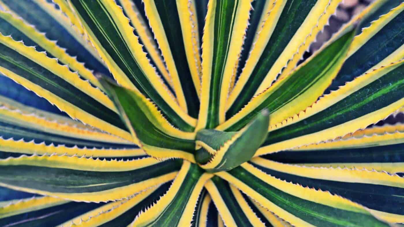 How to Grow and Care for Century Plant (Agave americana) | Planet Natural