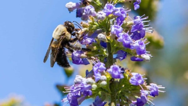 How to Grow and Care for Chaste Tree (Complete Guide) | Planet Natural