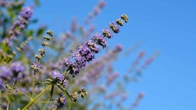 How to Grow and Care for Chaste Tree (Complete Guide) | Planet Natural