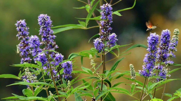 How to Grow and Care for Chaste Tree (Complete Guide) | Planet Natural