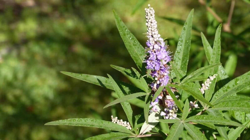 How to Grow and Care for Chaste Tree (Complete Guide) | Planet Natural