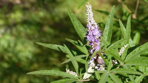 How to Grow and Care for Chaste Tree (Complete Guide) | Planet Natural