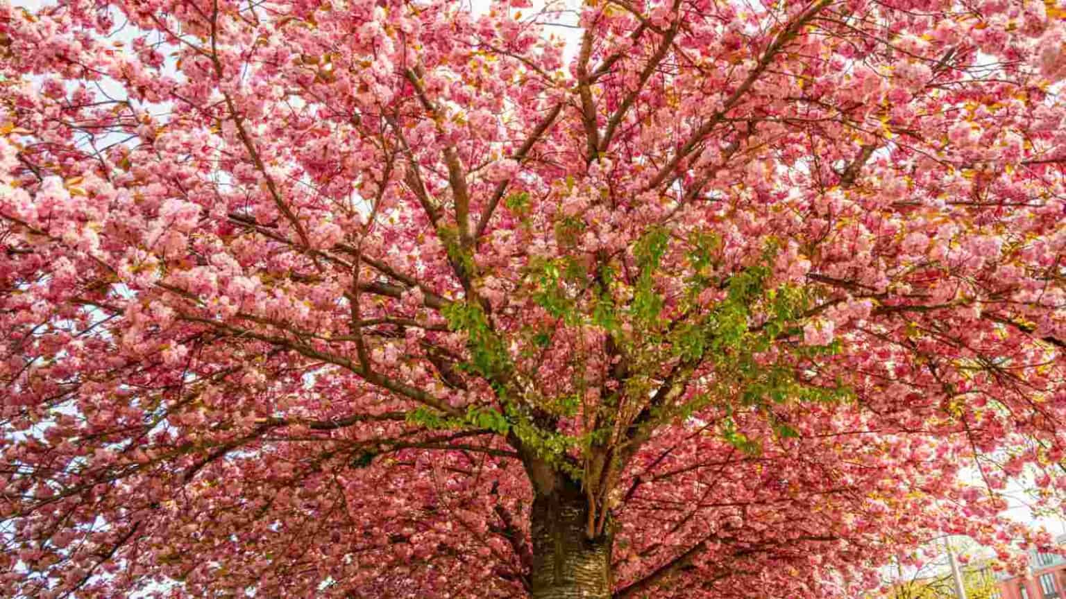 How to Plant, Grow, and Care for Cherry Blossom Trees