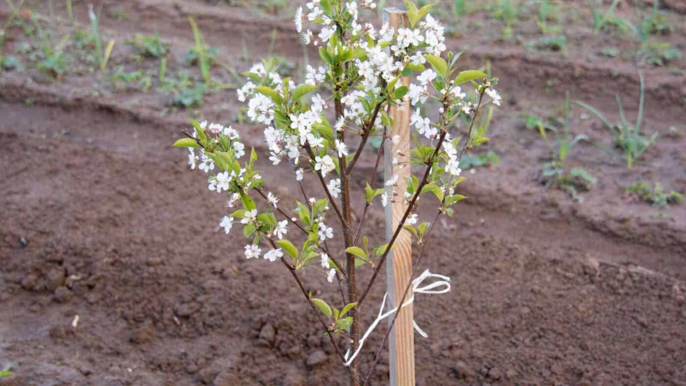How to Plant, Grow, and Care for Cherry Blossom Trees