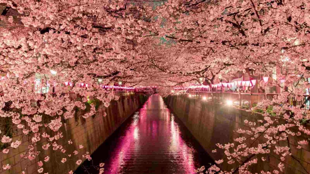 How to Plant, Grow, and Care for Cherry Blossom Trees