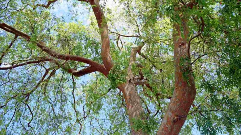 Elm Tree Guide: 10 Popular Types of Elm Trees in 2024